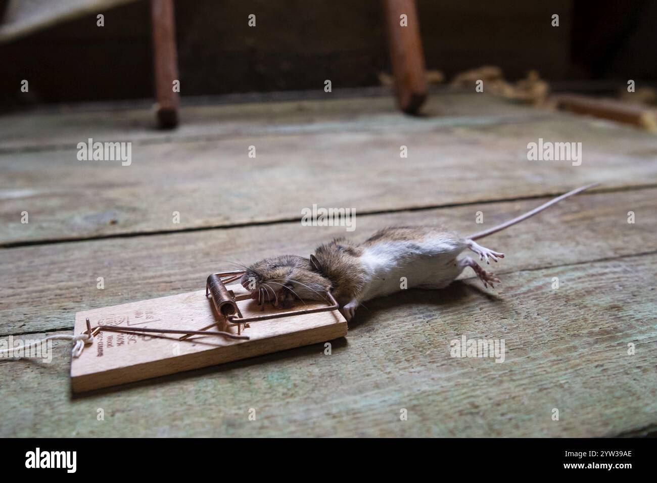 Mouse, house mouse (Mus musculus) in the trap, dead, caught, mousetrap ...