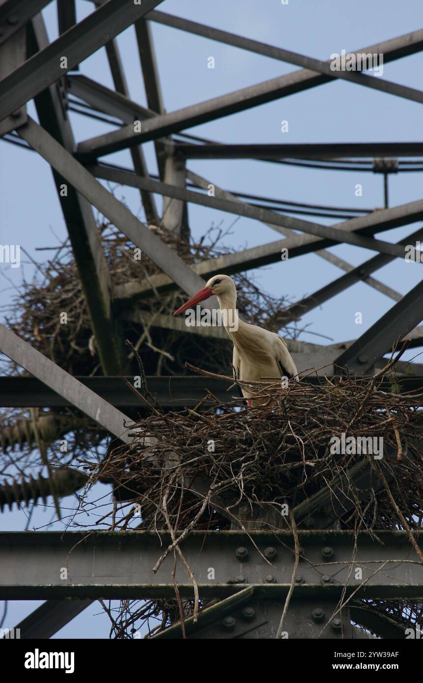 Birds nesting in electricity power poles hi-res stock photography and ...