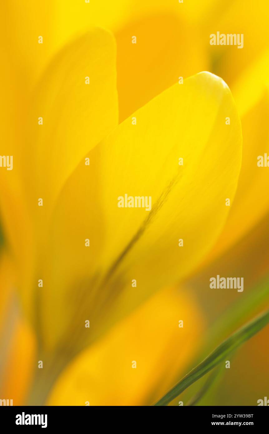 Yellow Crocus, (Crocus flavus, Crocus aureus Stock Photo - Alamy