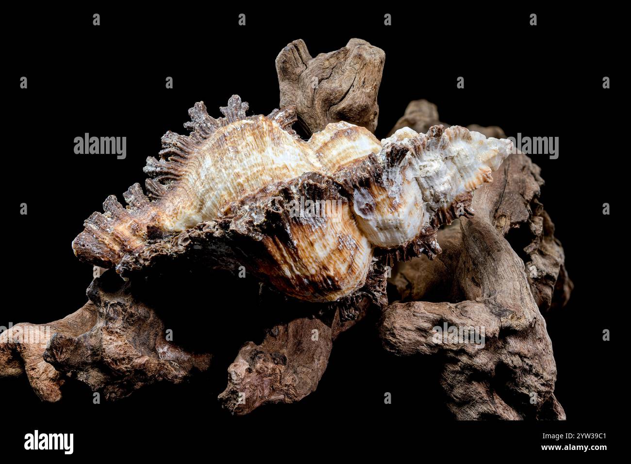 Chicoreus ramosus Shell on Driftwood black background Stock Photo - Alamy