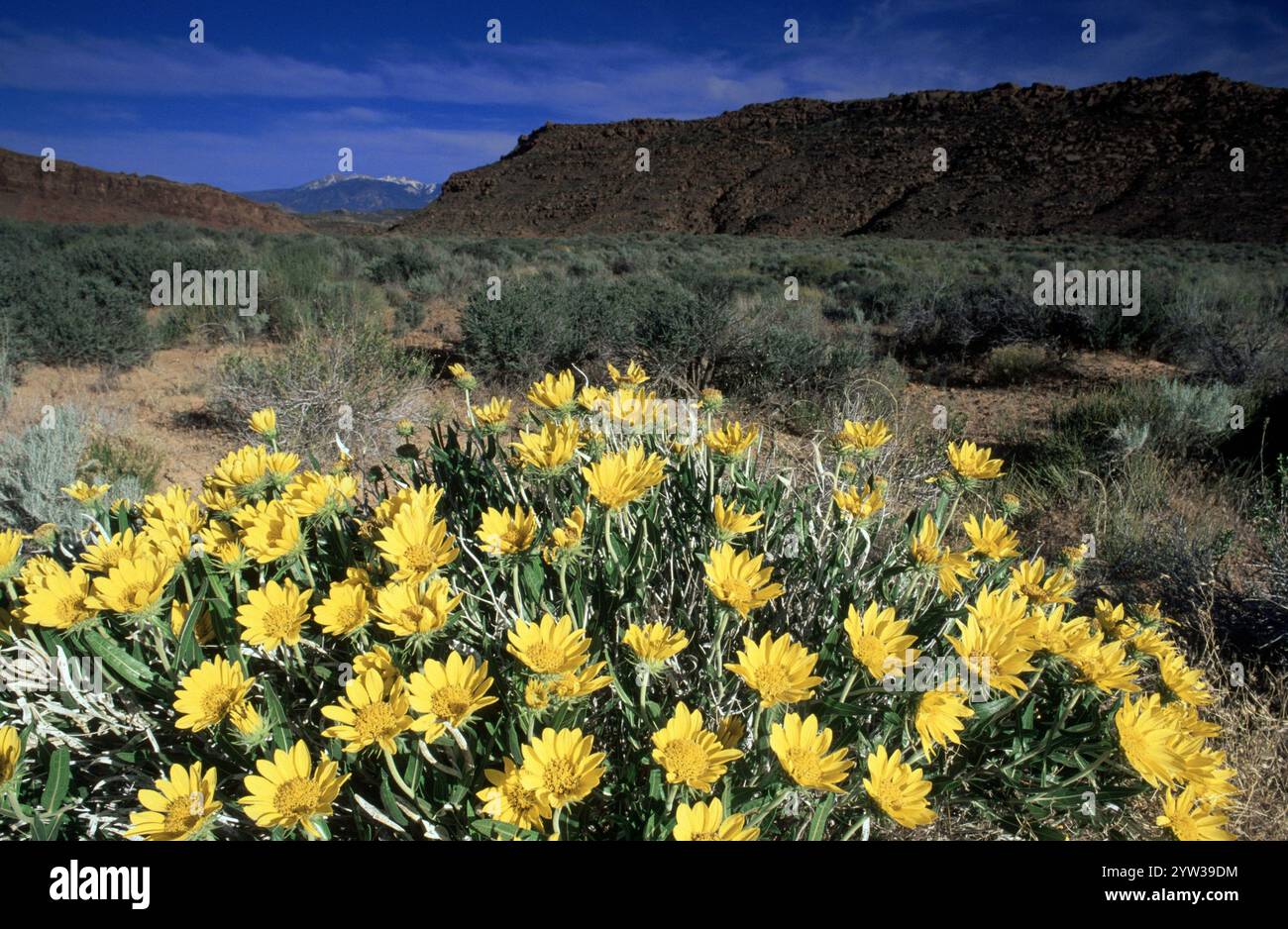 Rough Mule Ears, Arches national park, Utah, USA, (Wyethia spec ...