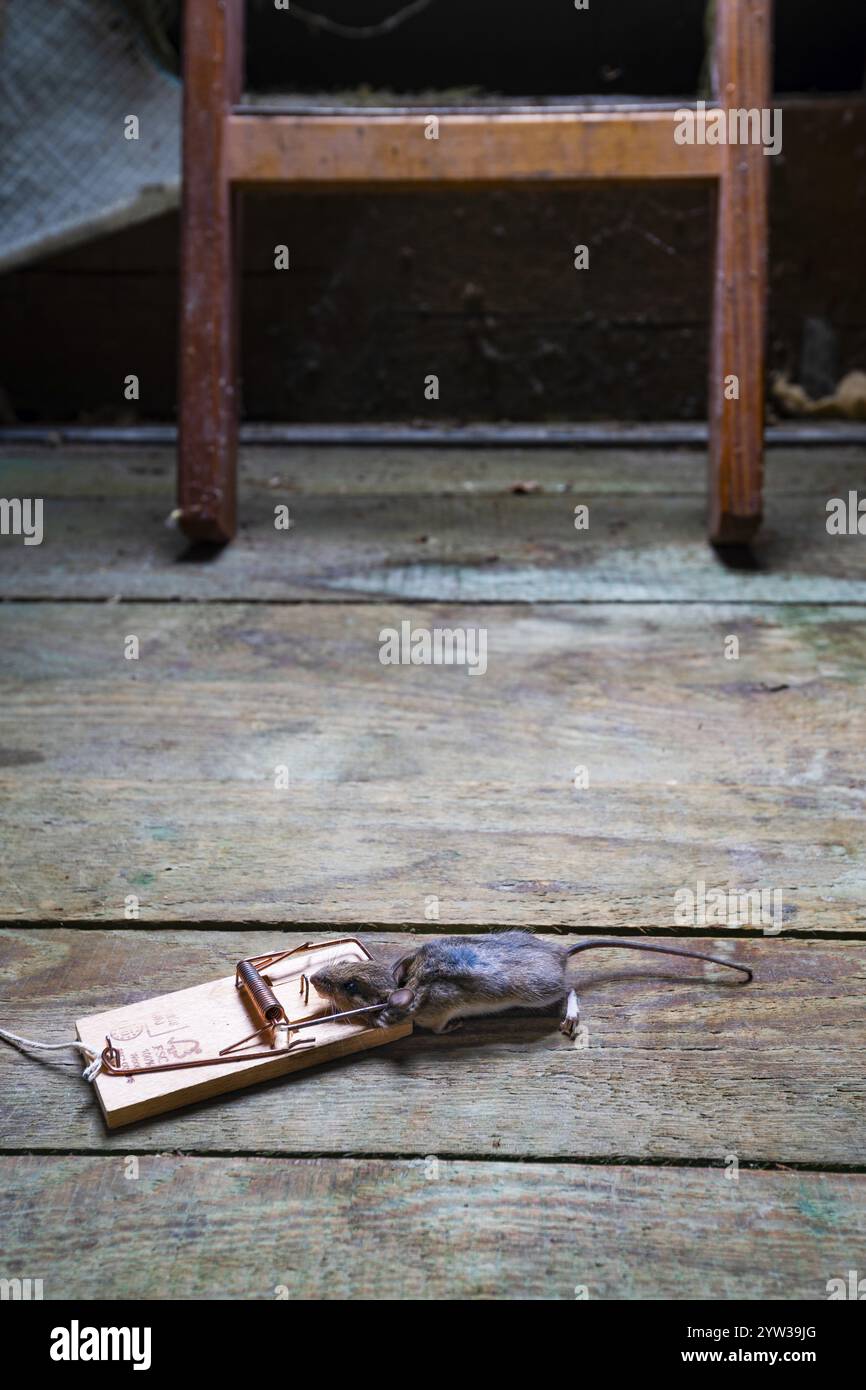 Mouse, house mouse (Mus musculus) in the trap, dead, caught, mousetrap ...