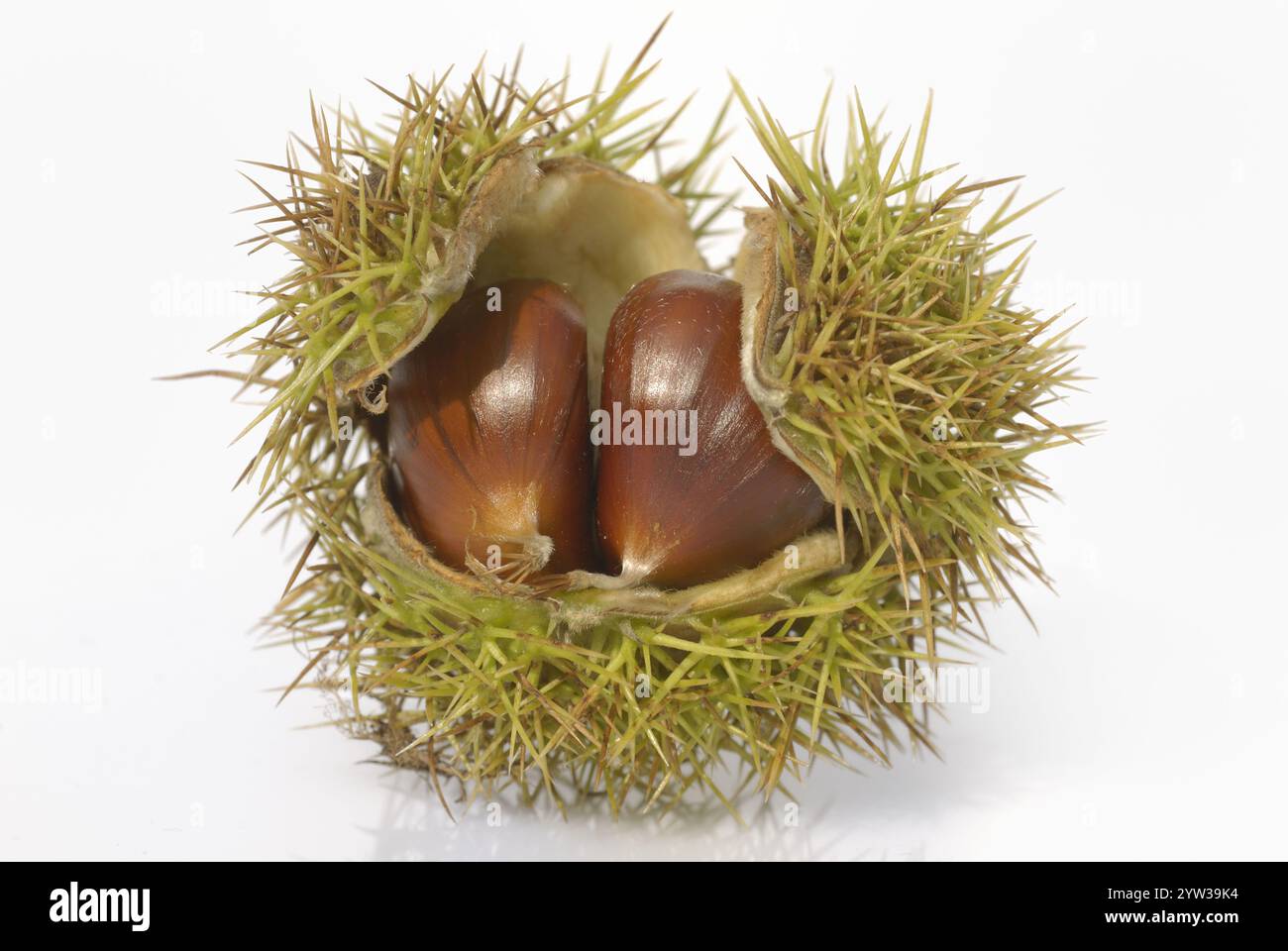 Sweet Chestnut, fruits, (Castanea sativa Stock Photo - Alamy