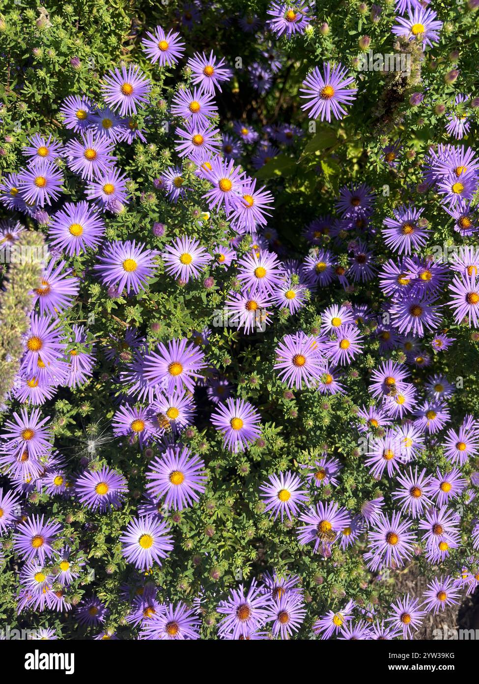 Vibrant cluster of flowers hi-res stock photography and images - Alamy