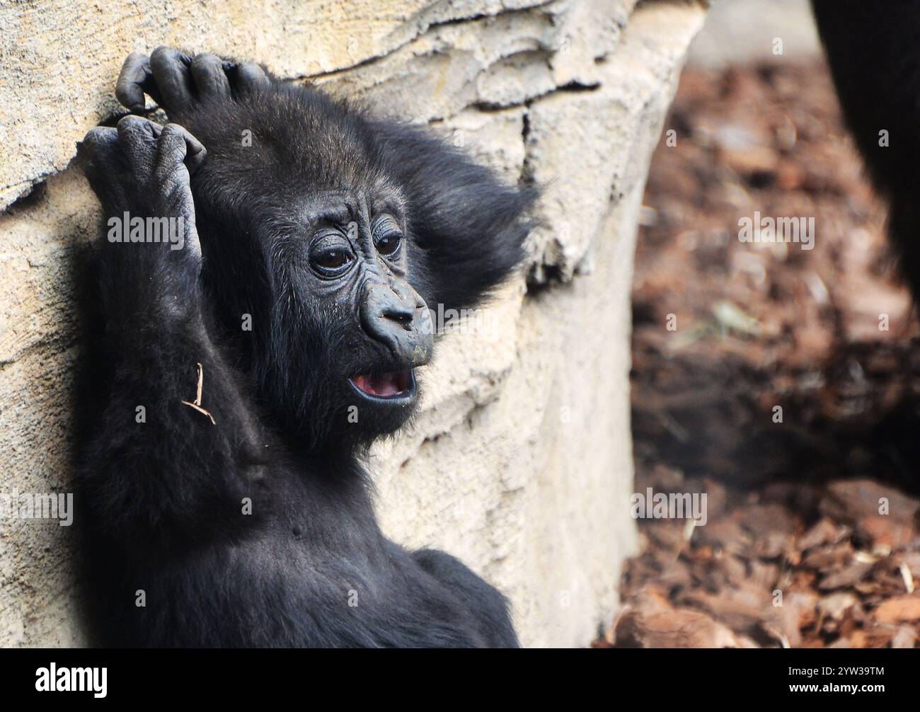 Baby Gorilla With a Shocked and Stressed Expression Stock Photo - Alamy