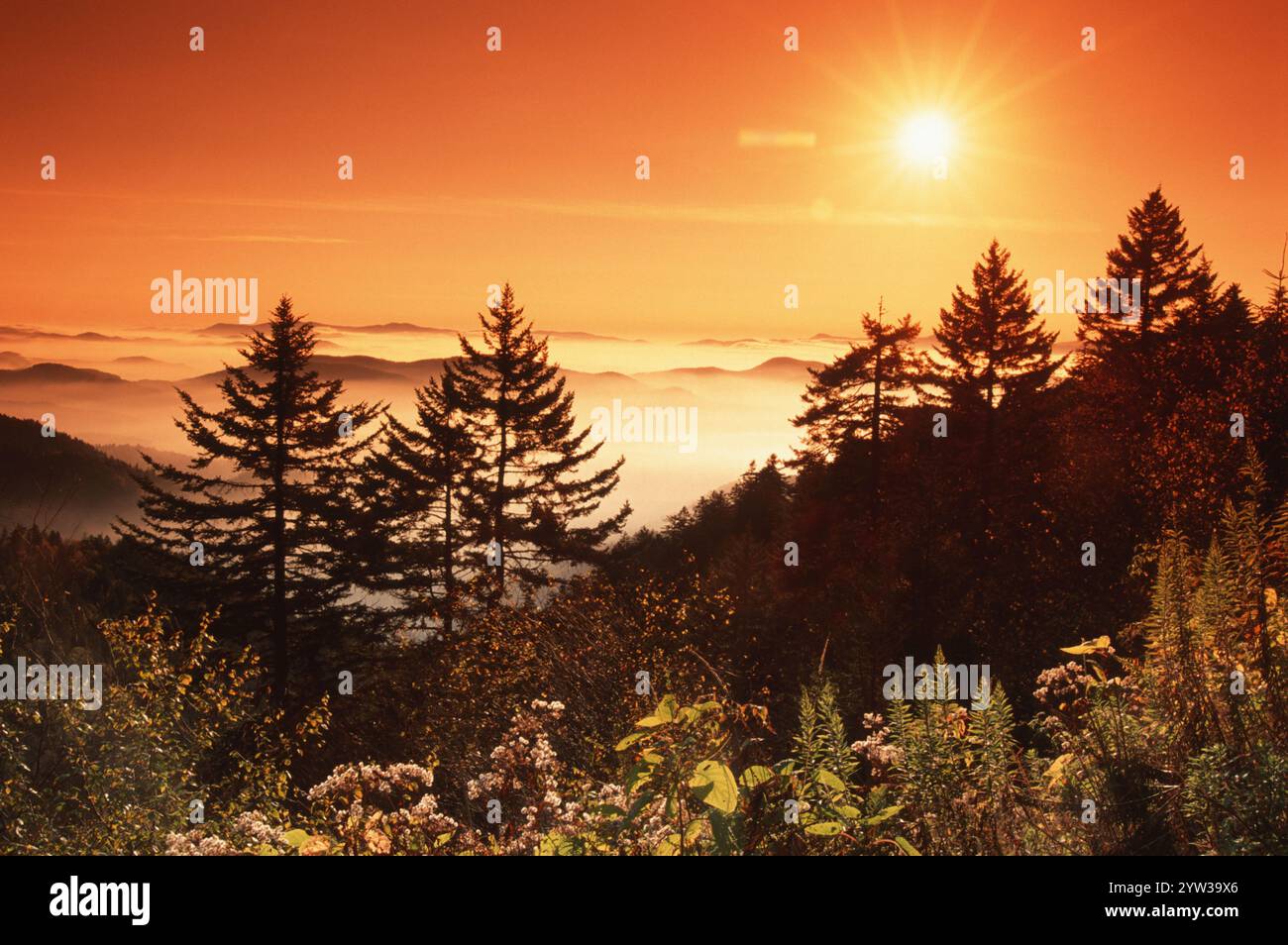 Sunrise, Great Smoky Mountains, North Carolina, USA, North America ...