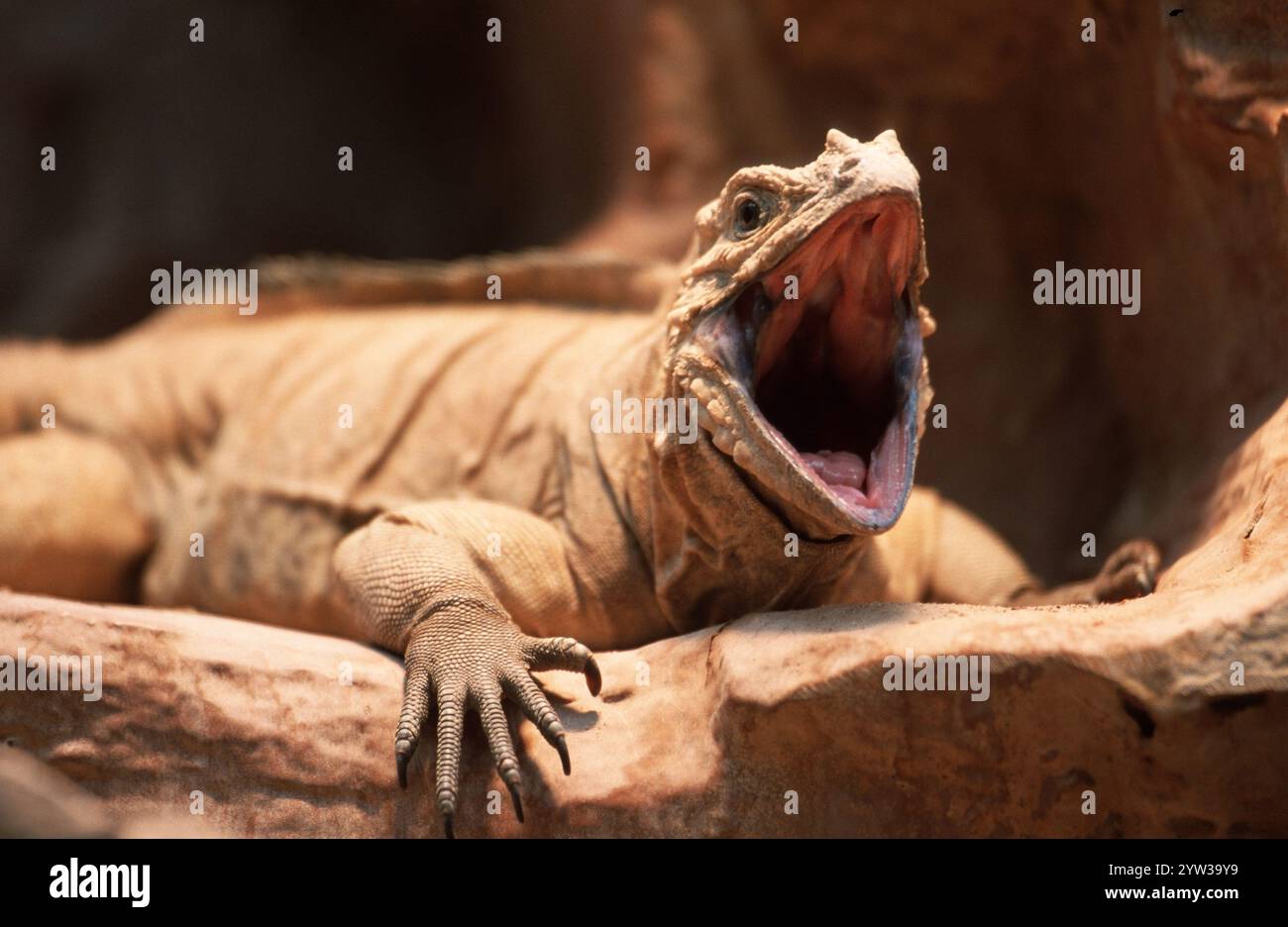Corned Iguana, (Cyclura cornuta Stock Photo - Alamy