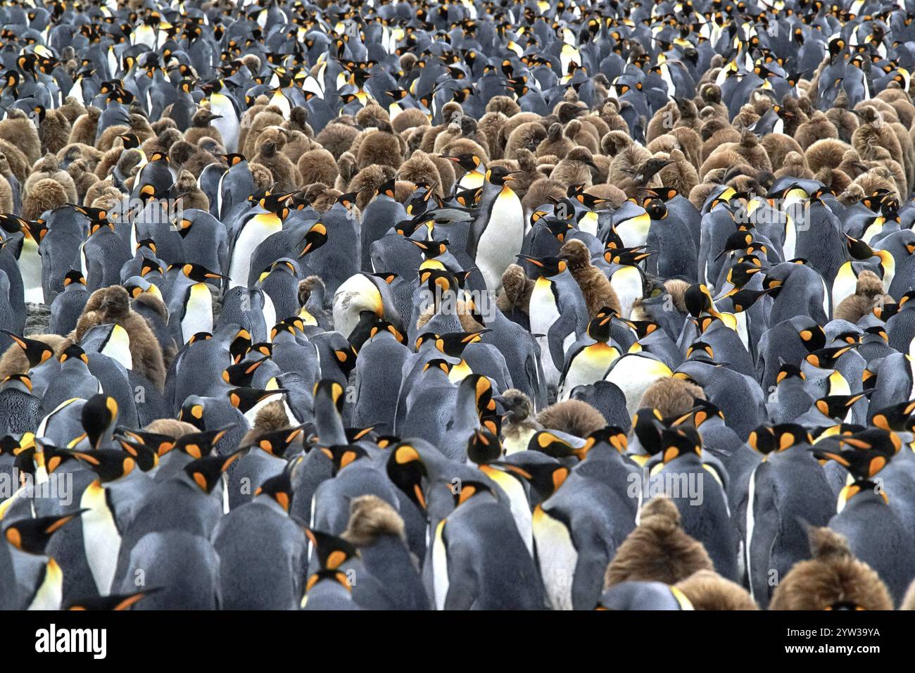 King penguin, king penguins in Antarctica, (Aptenodytes patagonicus ...