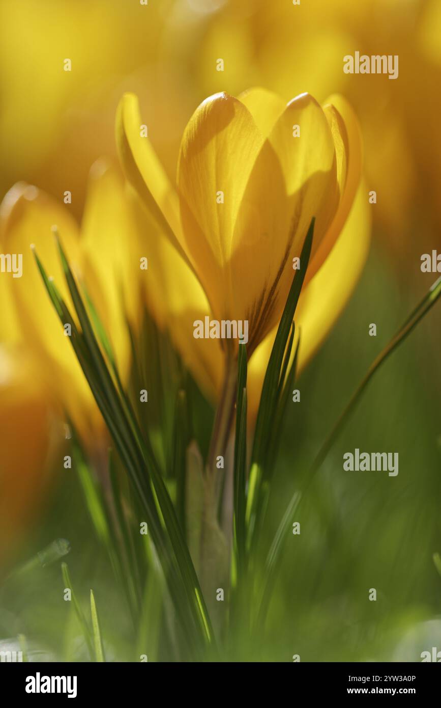 Dutch yellow crocuses hi-res stock photography and images - Alamy