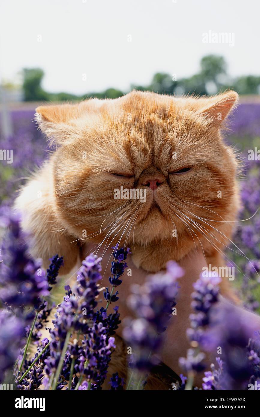 Close-up portraits of an exotic ginger cat surrounded by lavender ...
