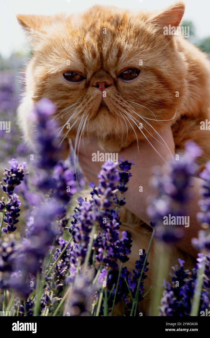 Close-up portraits of an exotic ginger cat surrounded by lavender ...