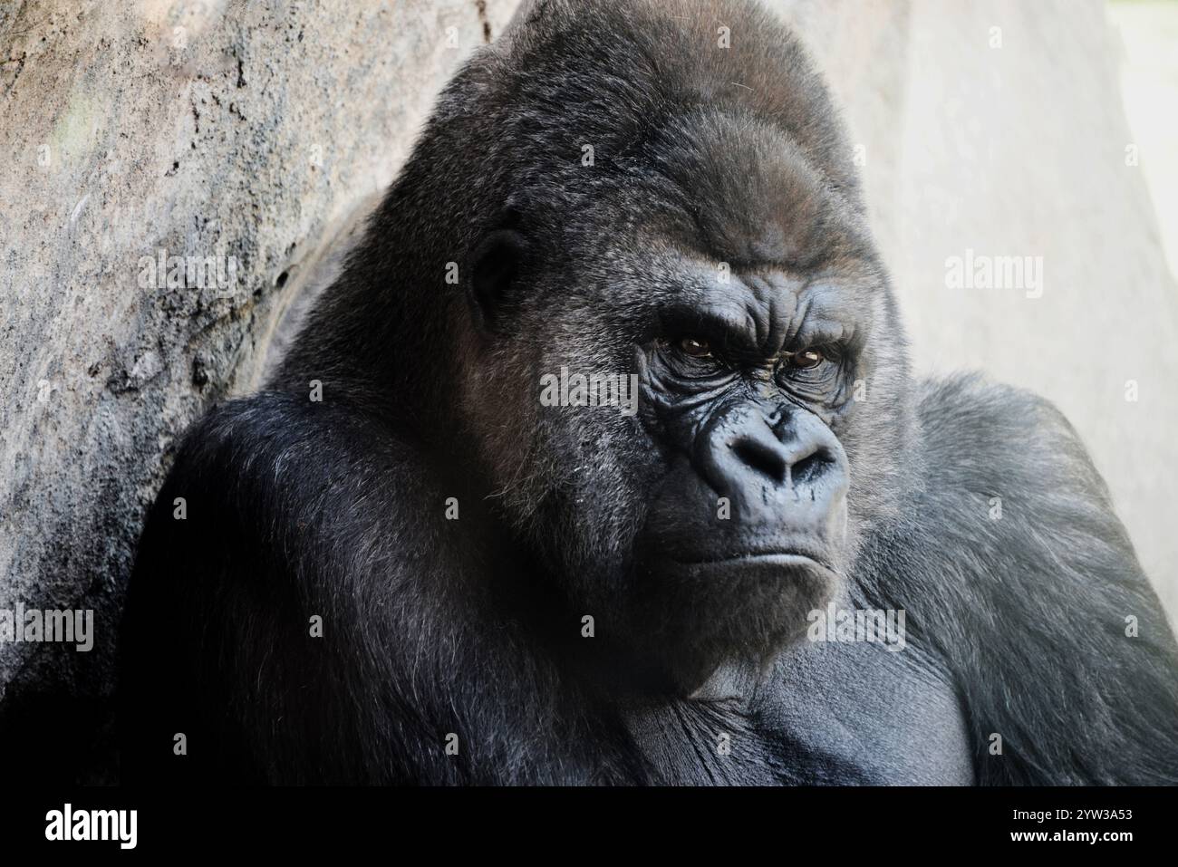 Portrait of an angry mountain gorilla Stock Photo - Alamy