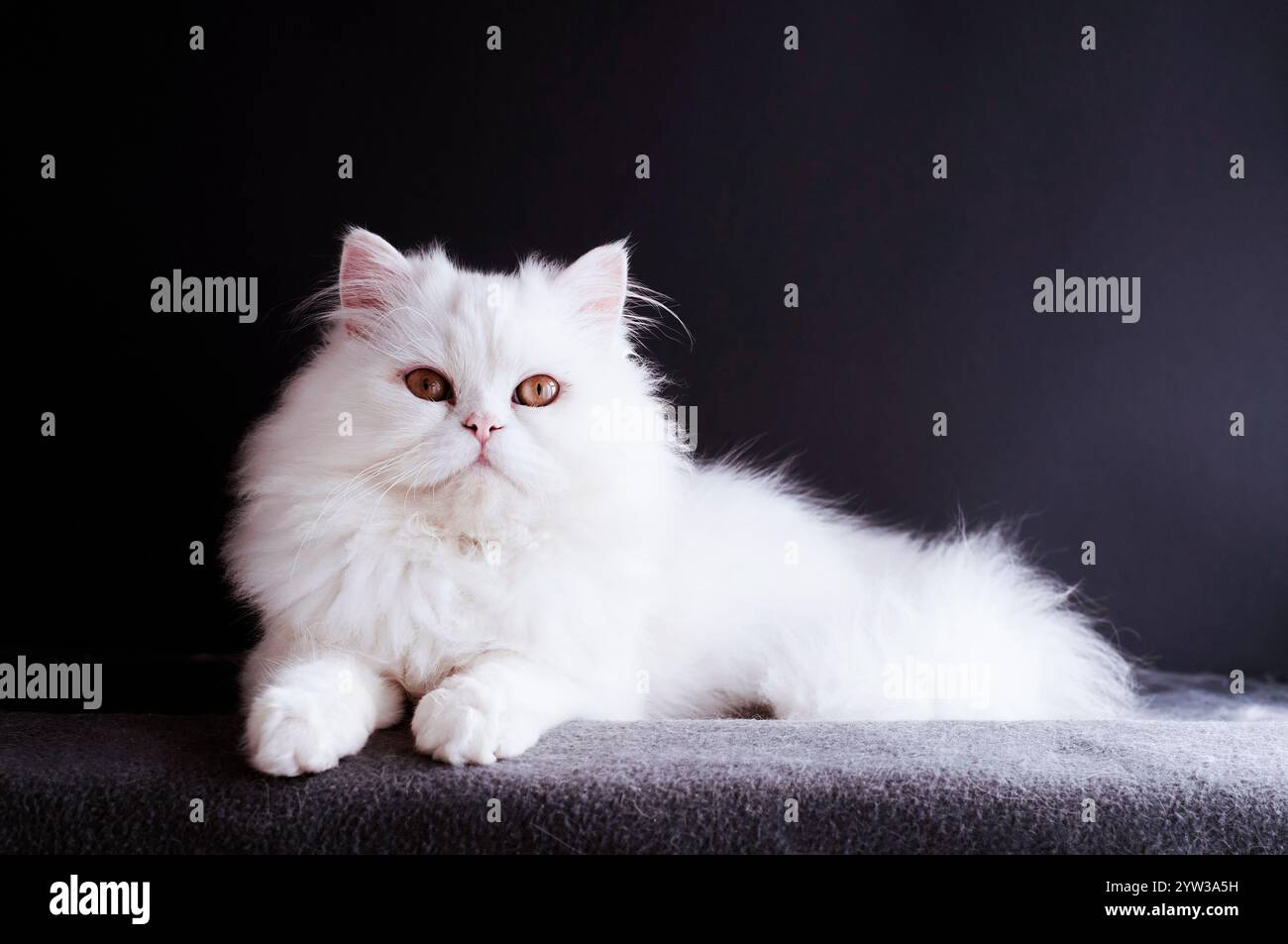 Clean white fluffy Persian mix cat Stock Photo - Alamy