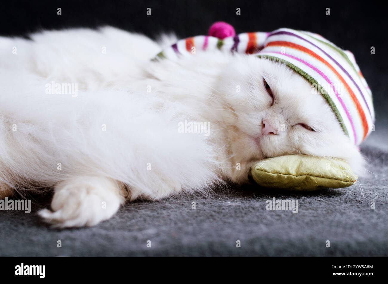 Cat wearing a hat hi-res stock photography and images - Alamy