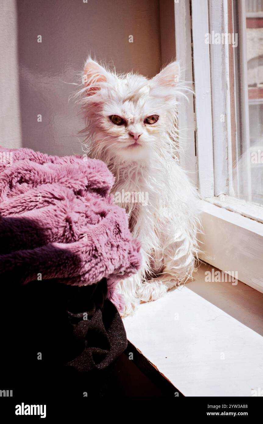 Funny angry white wet kitten Stock Photo - Alamy