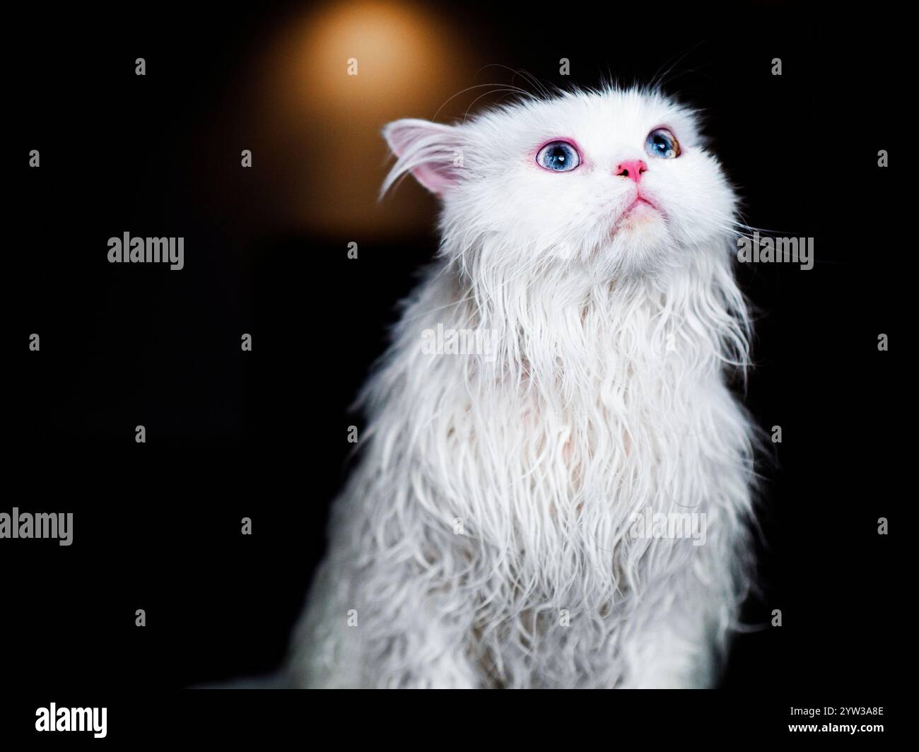 Cute wet white fluffy cat Stock Photo - Alamy