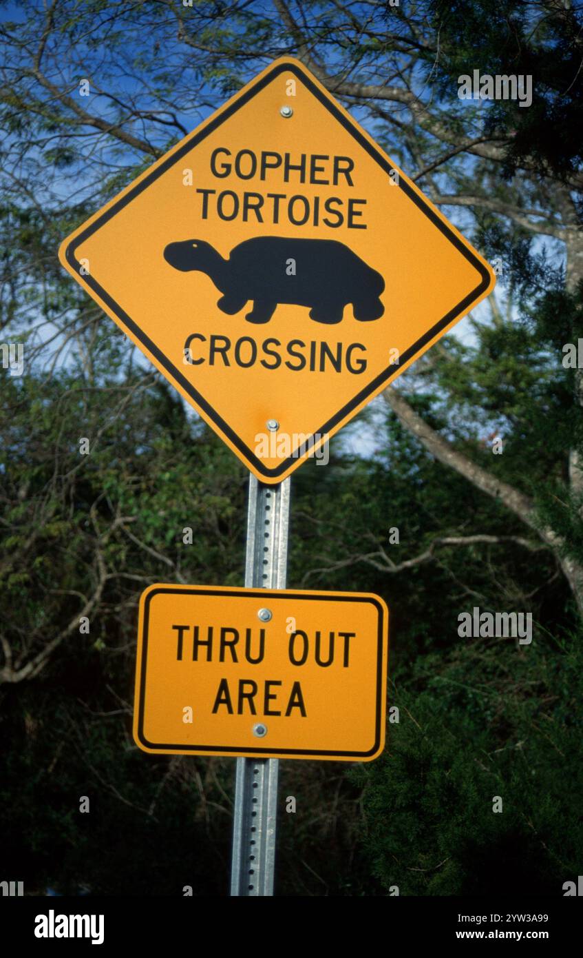American gopher tortoise hi-res stock photography and images - Alamy