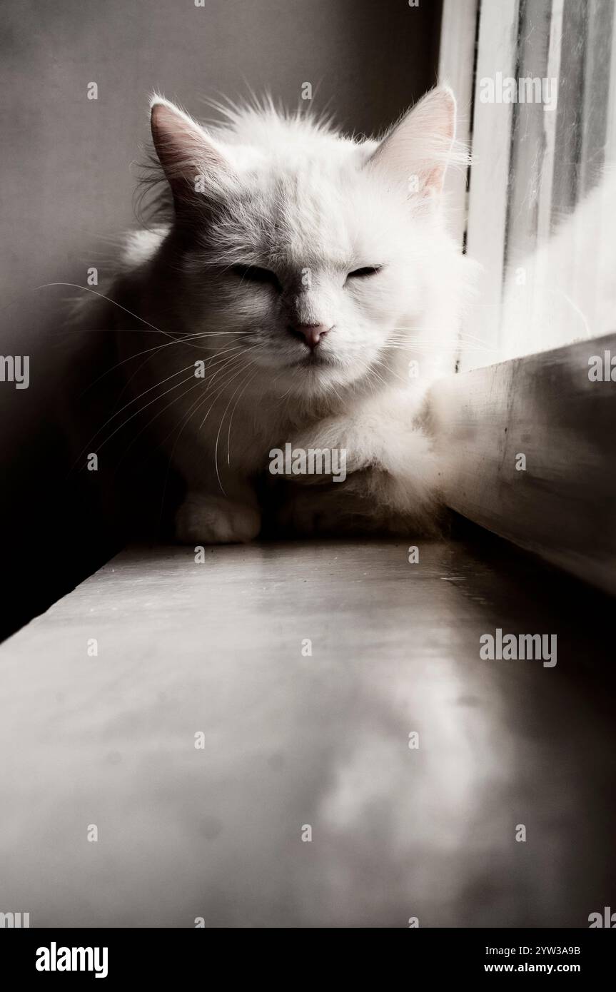 Funny disheveled hi-res stock photography and images - Alamy