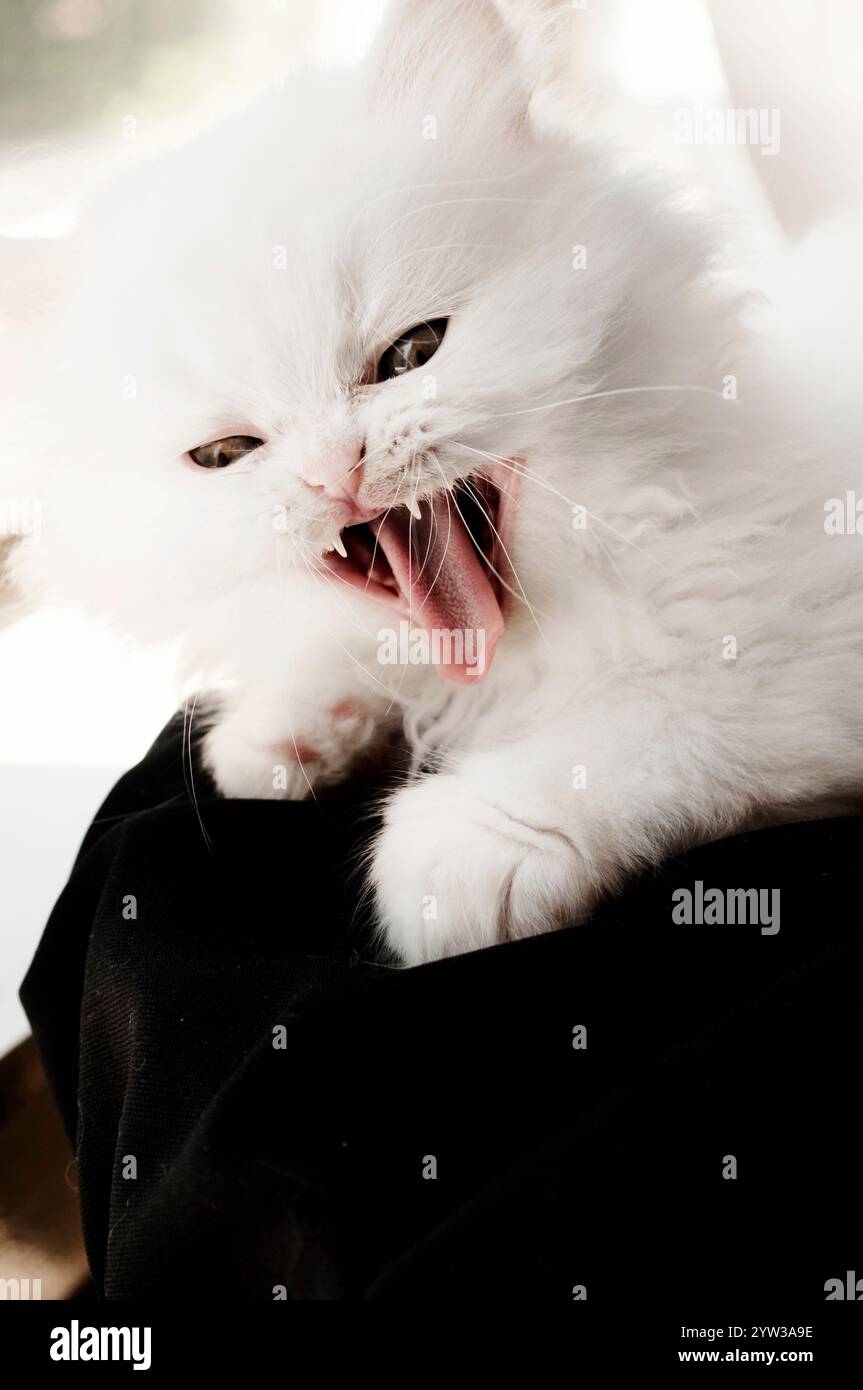 Little fluffy kitten hi-res stock photography and images - Alamy