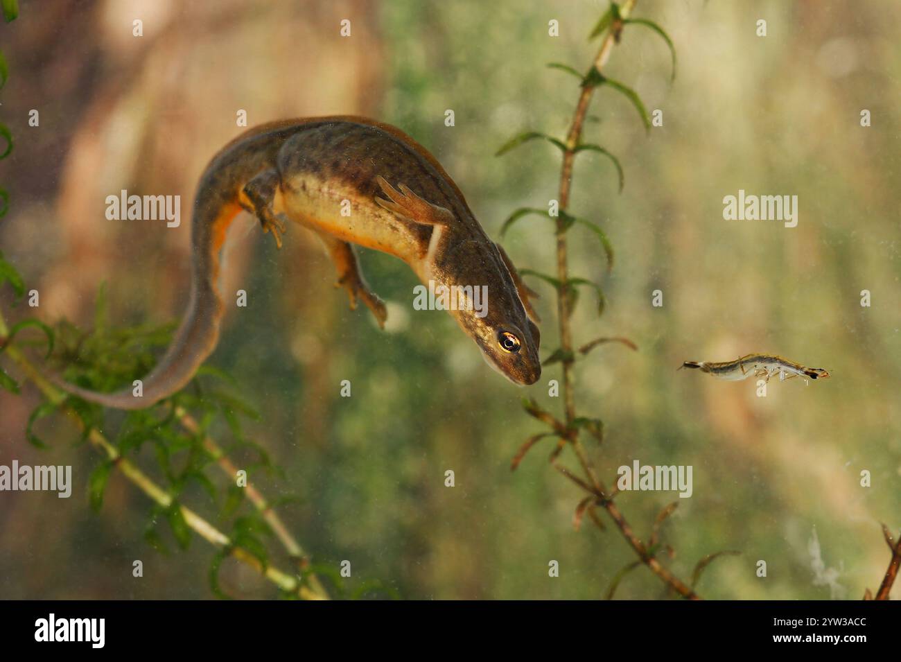 Common newt (Lissotriton vulgaris), female, beetle larva, Rhineland ...