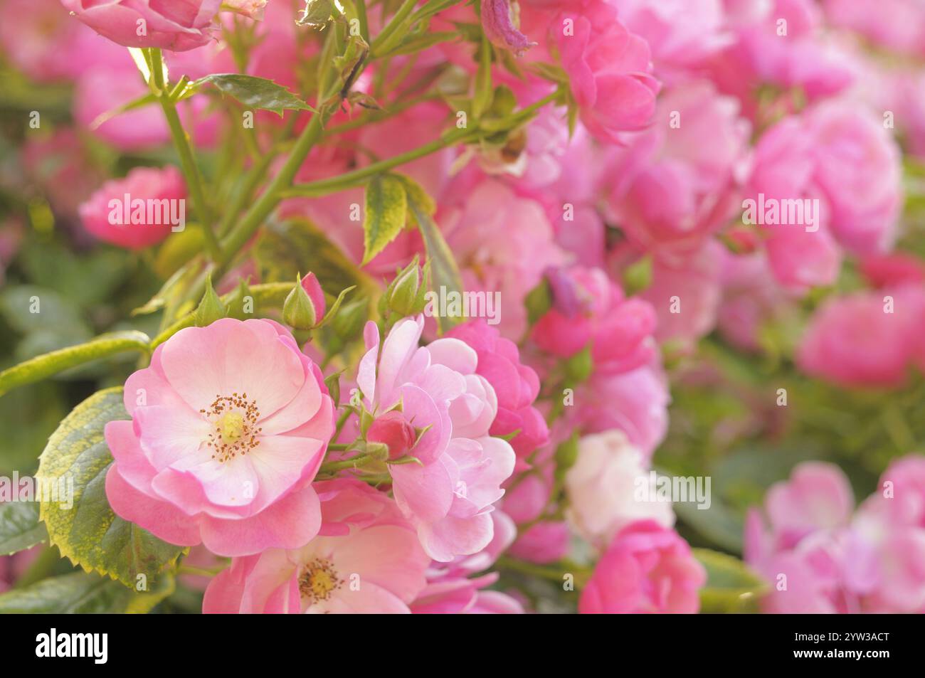 Shrub Rose, (Rosa spec Stock Photo - Alamy