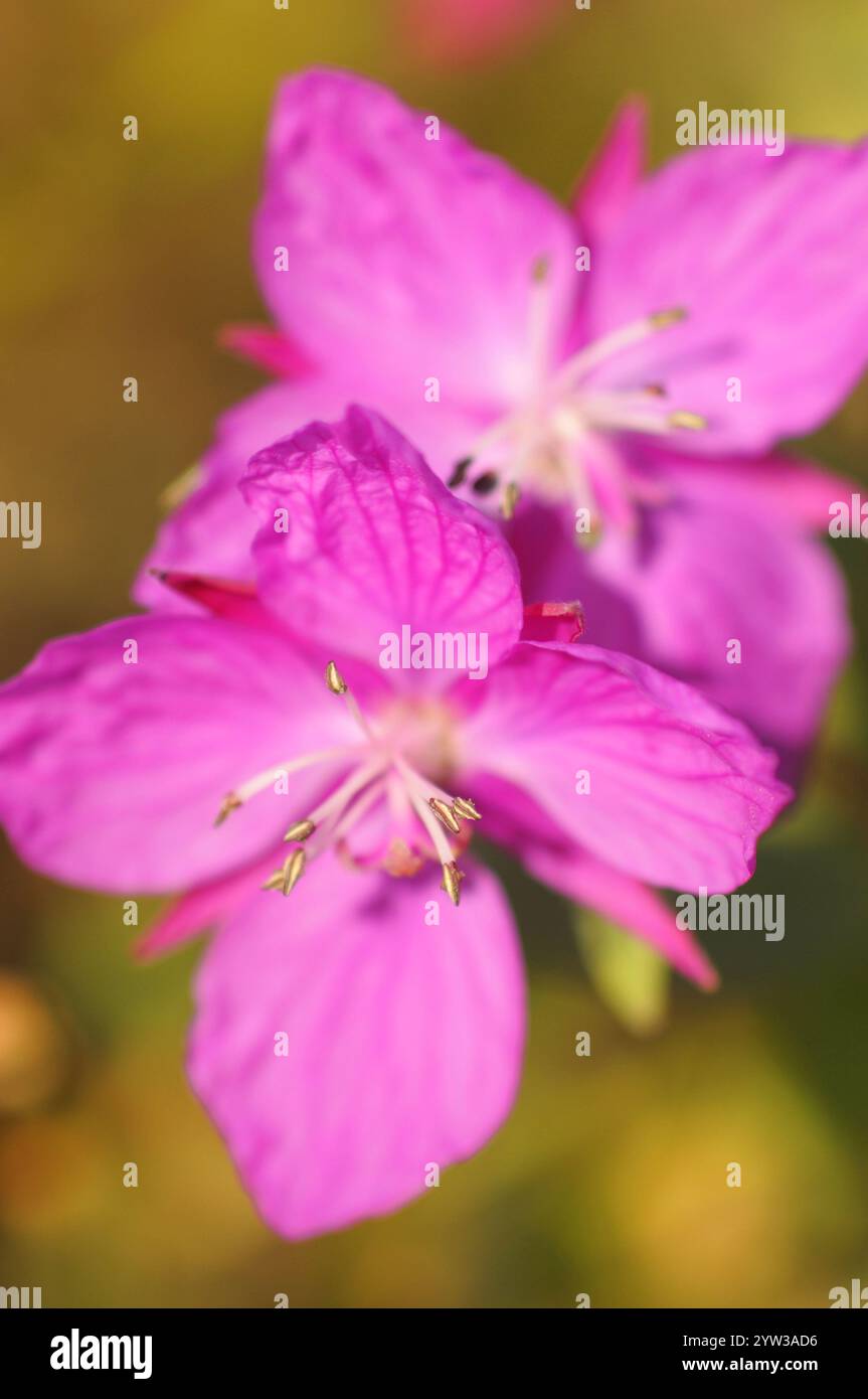 Arctic River Beauty, Greenland, (Chamerion latifolium), River Beauty ...
