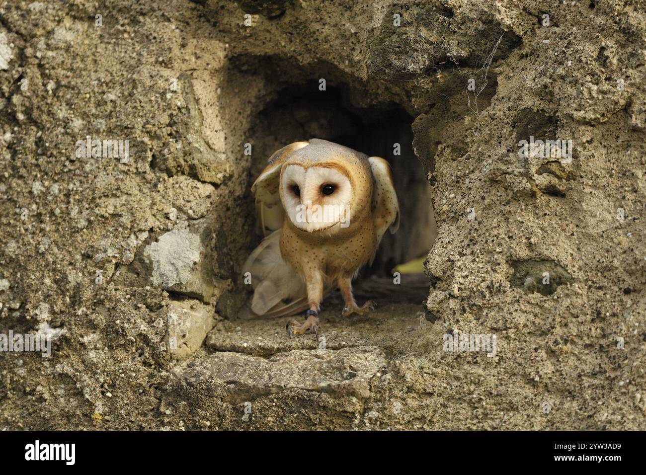 Barn owl stands hi-res stock photography and images - Alamy