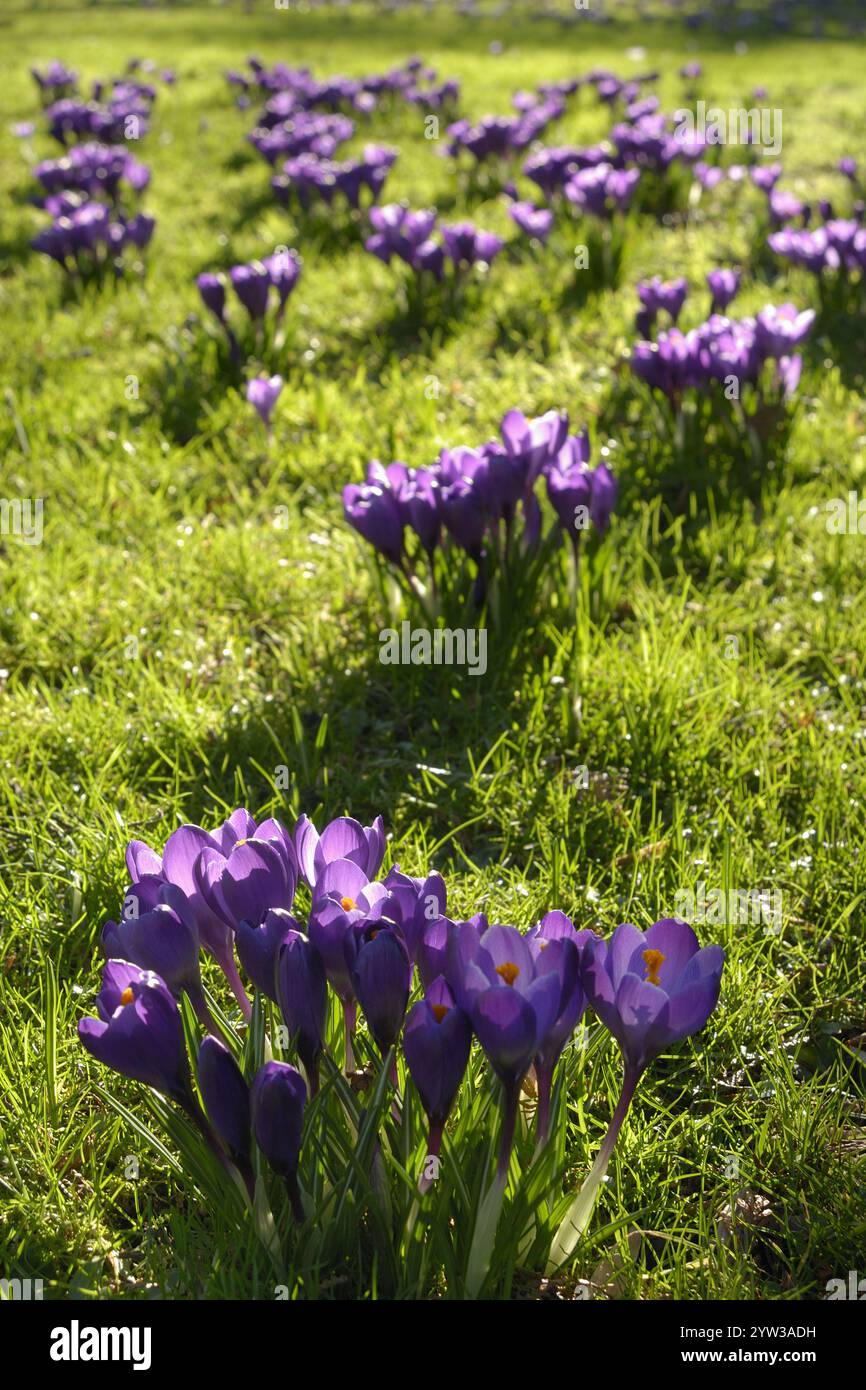Crocus, (Crocus spec Stock Photo - Alamy