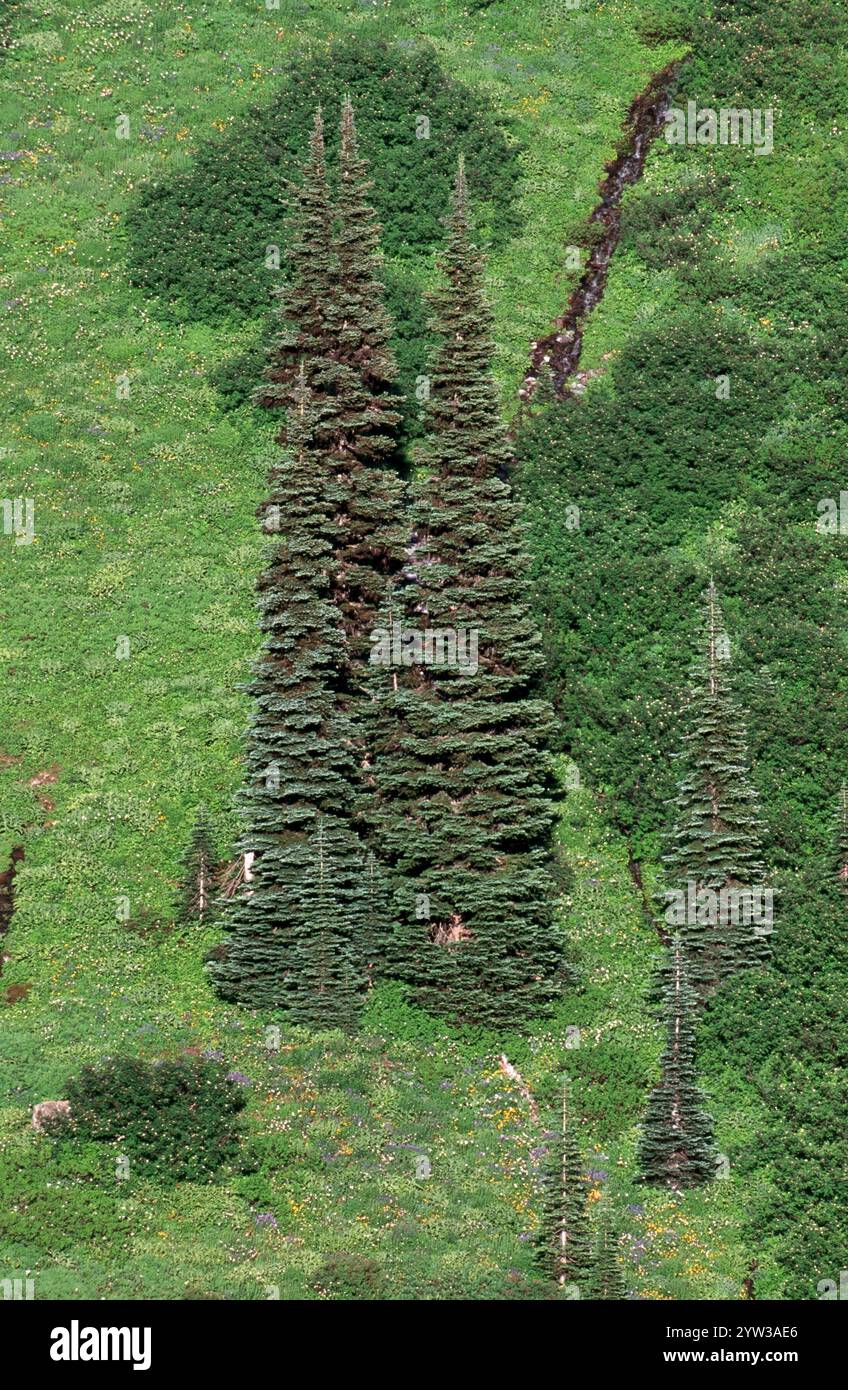 Pacific Silver Fir, Mt Rainier national park, Washington, USA, (Abies ...