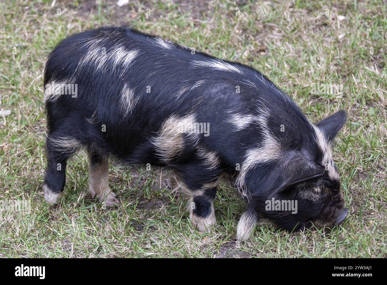 Pigs in a barn Stock Photo - Alamy