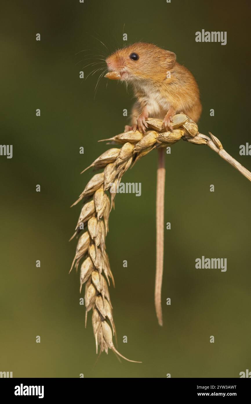 Dwarf mouse (Micromys minutus), eats grain, Rhineland-Palatinate ...