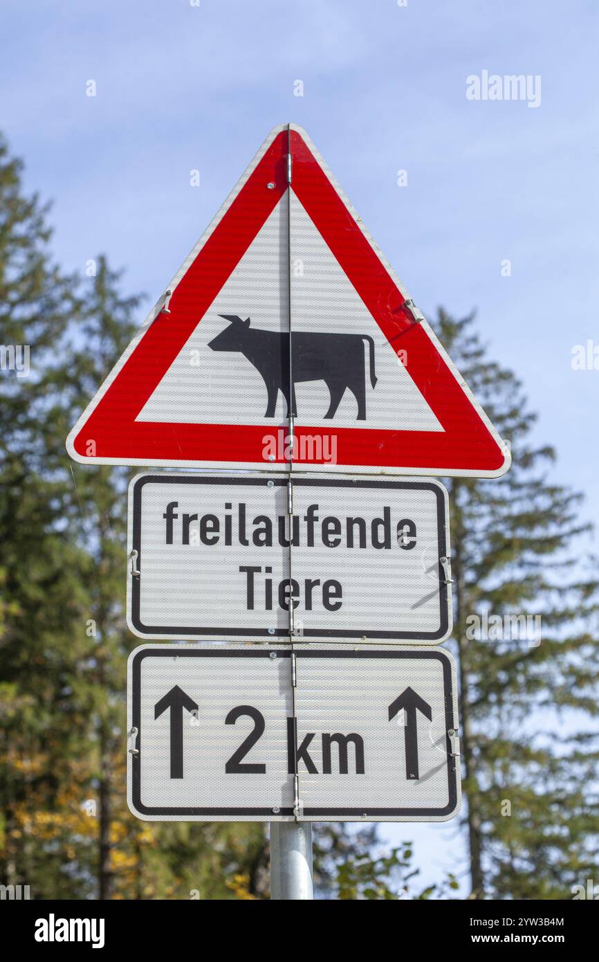 Danger sign, traffic sign Warning of free-roaming animals, cow, cattle ...