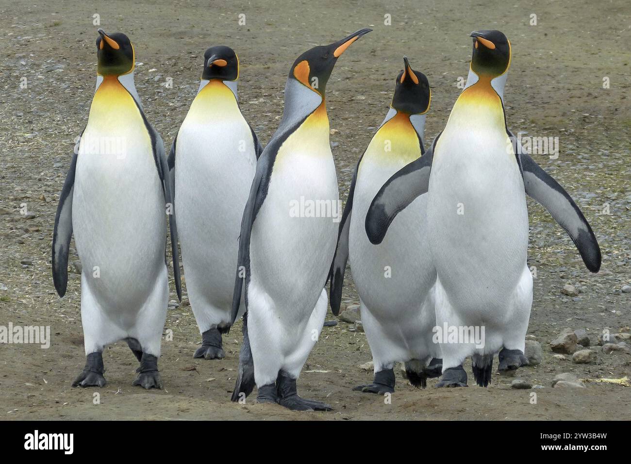 Penguins in the environment hi-res stock photography and images - Alamy