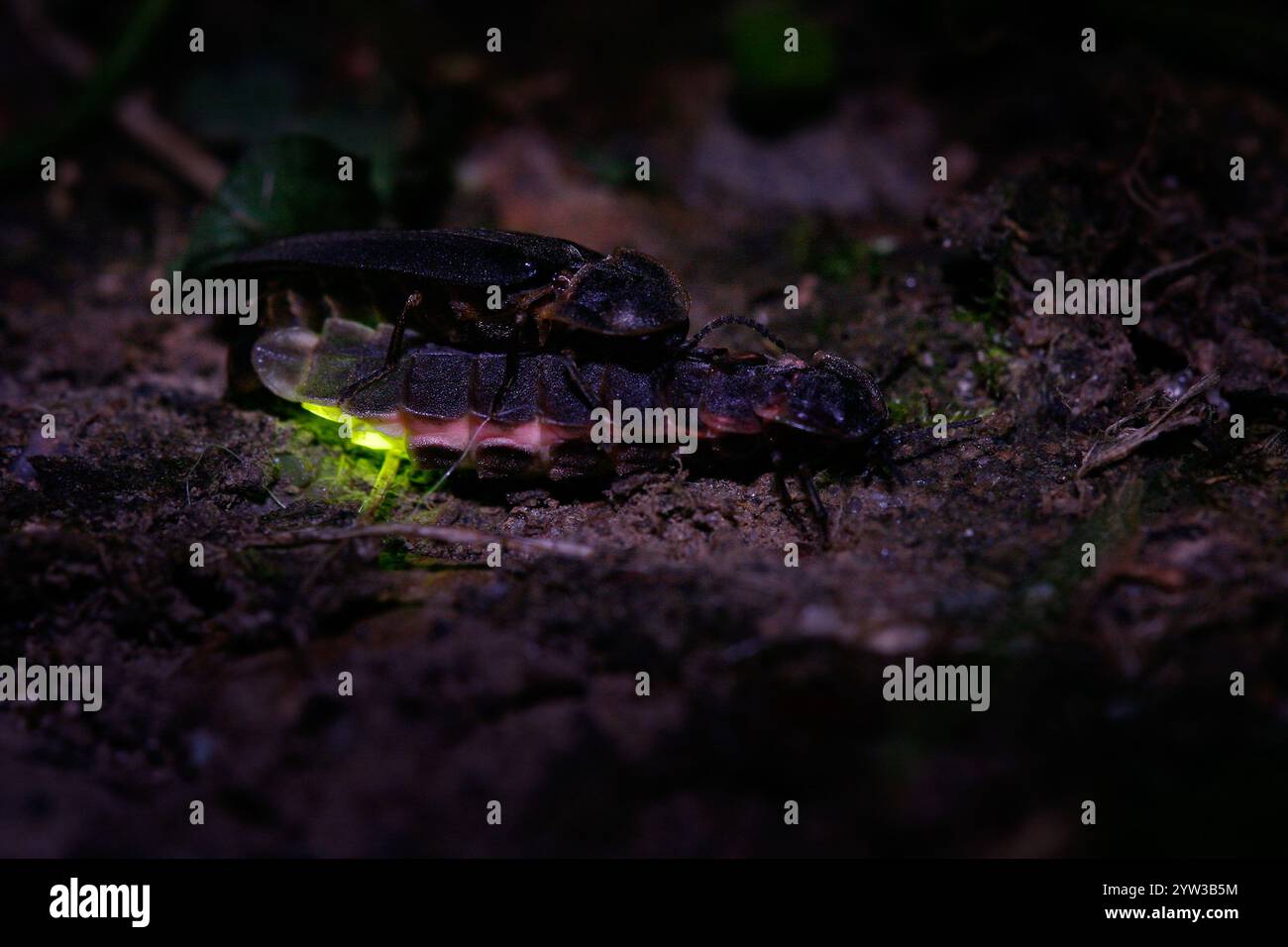 Large firefly (Lampyris noctiluca), Rhineland-Palatinate, Germany ...