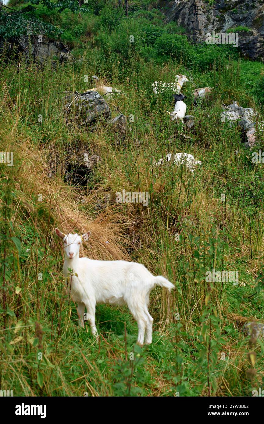 Lush green grasses white hi-res stock photography and images - Alamy