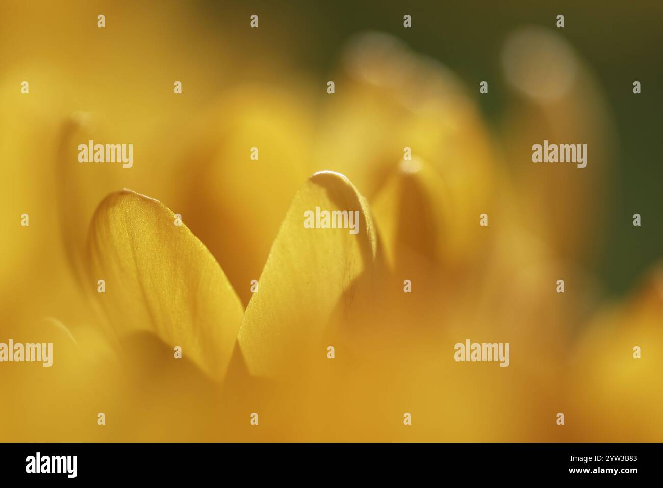 Yellow crocus petals hi-res stock photography and images - Alamy