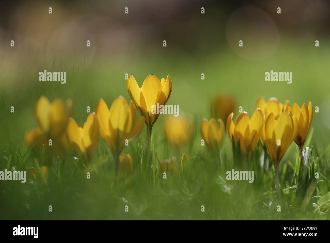 Dutch yellow crocuses hi-res stock photography and images - Alamy