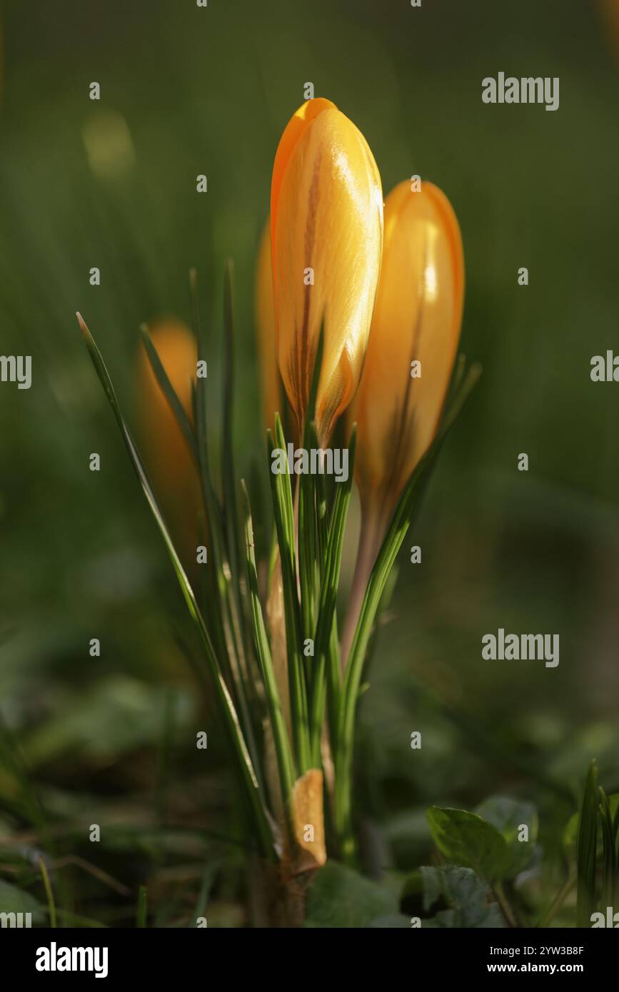 Dutch crocus plant hi-res stock photography and images - Alamy