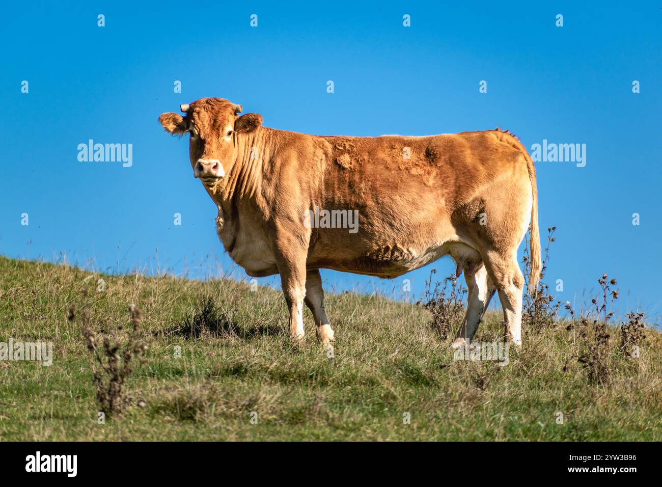 Light brown cow hi-res stock photography and images - Alamy