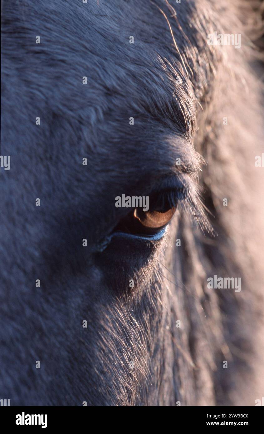 Closeup konik horse hi-res stock photography and images - Alamy