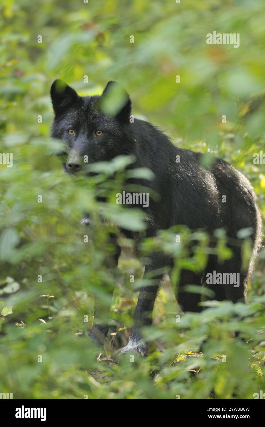 Timber Wolf, (Canis lupus Stock Photo - Alamy