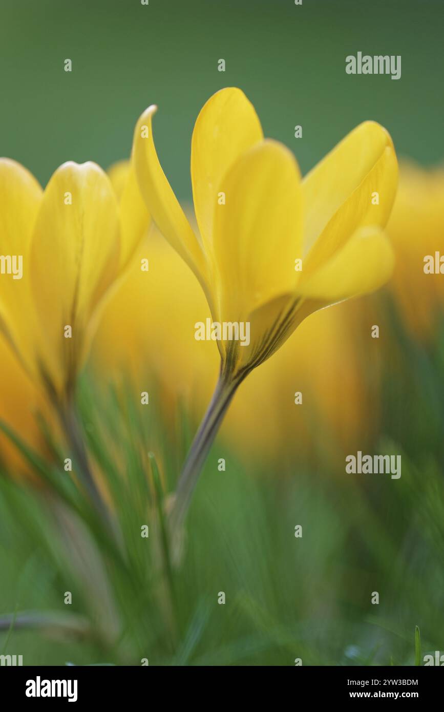 Dutch yellow hi-res stock photography and images - Alamy