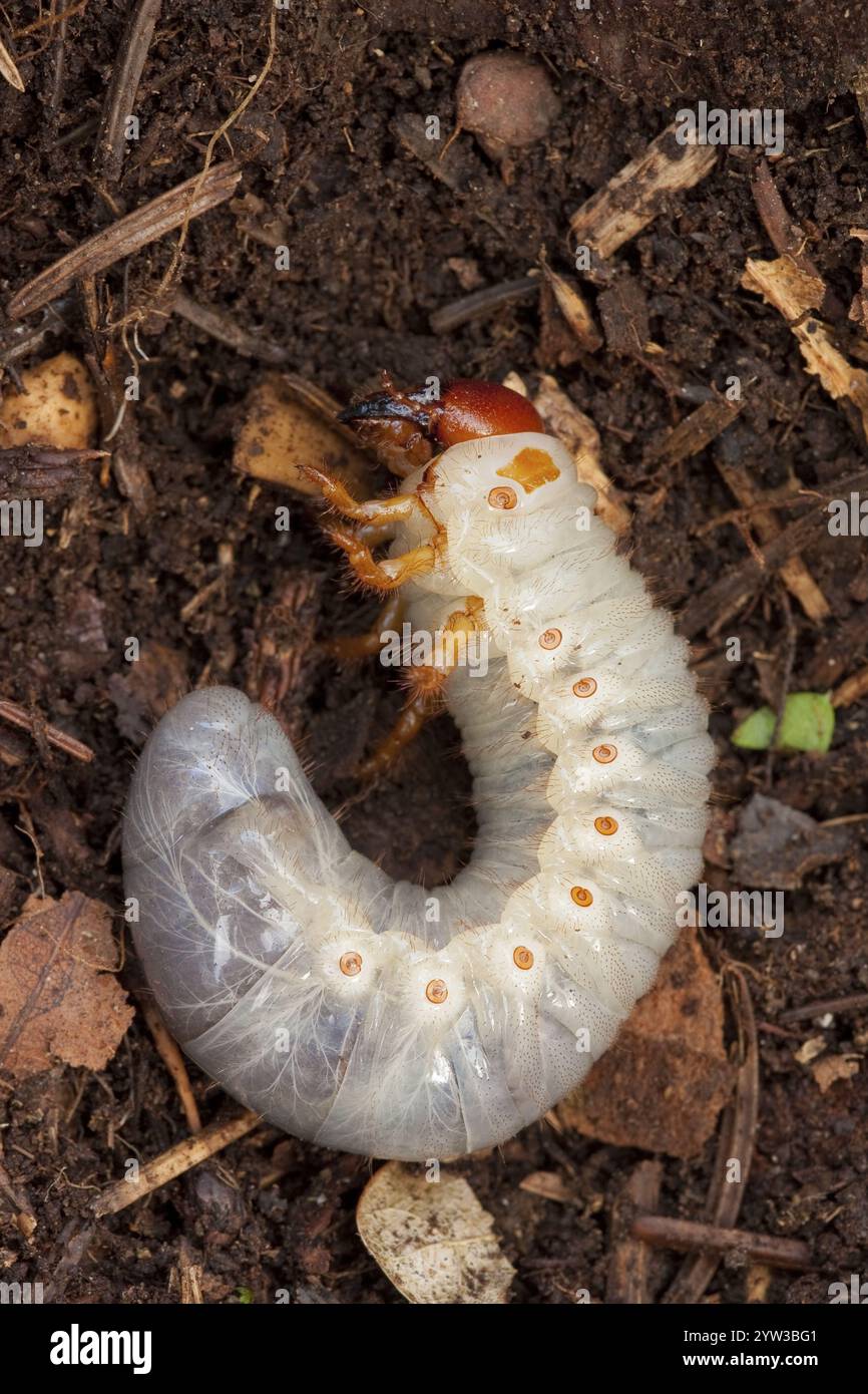 European rhinoceros beetle larva larvae hi-res stock photography and images - Alamy