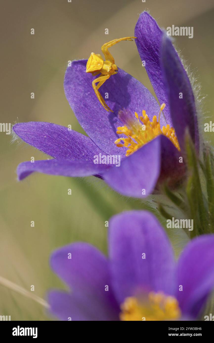 Common cowbell (Pulsatilla vulgaris), Bumped crab spider (Thomisus ...