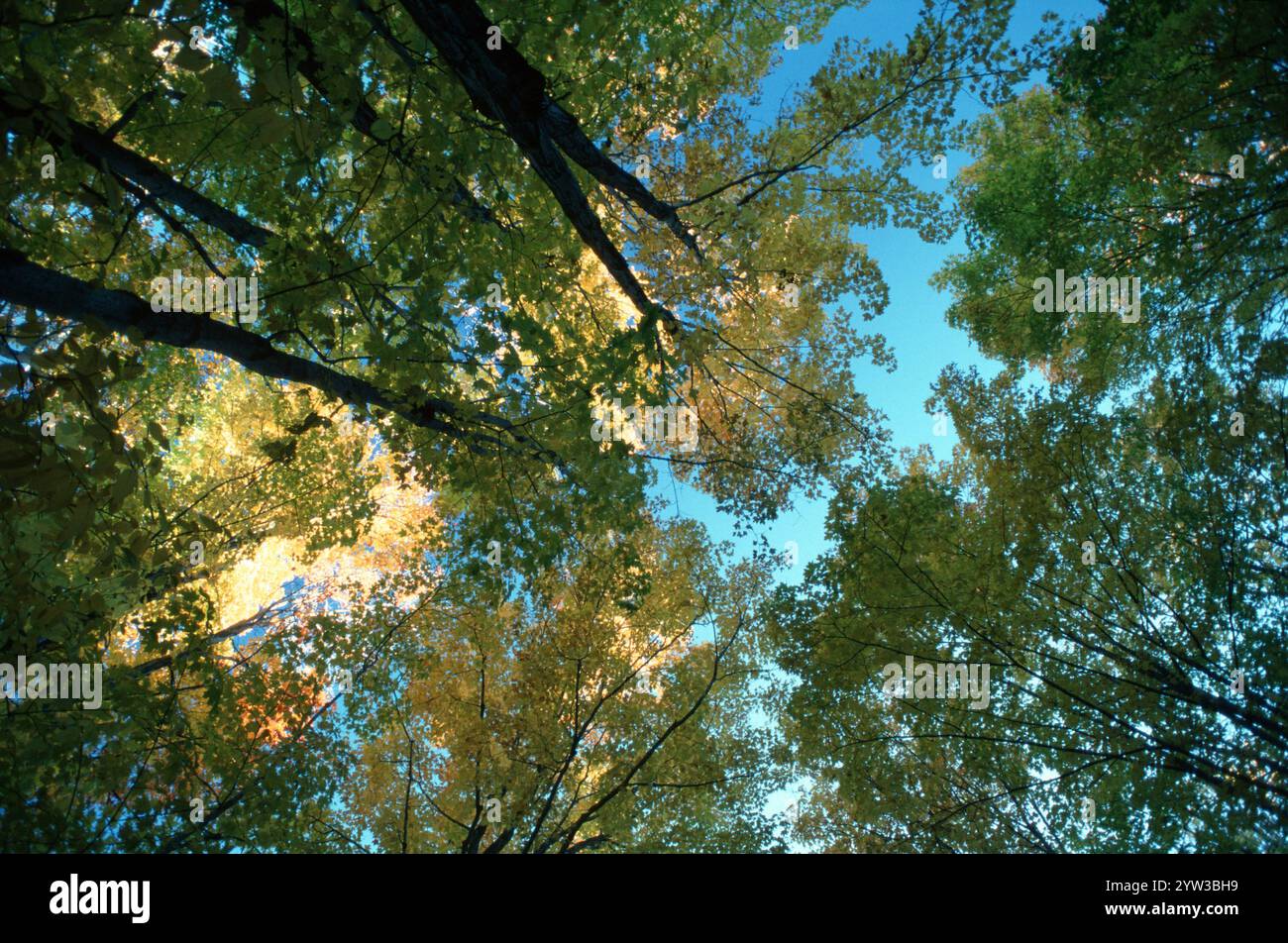 Deciduous Forest in autumn, White Mountains, New Hampshire, USA, North ...