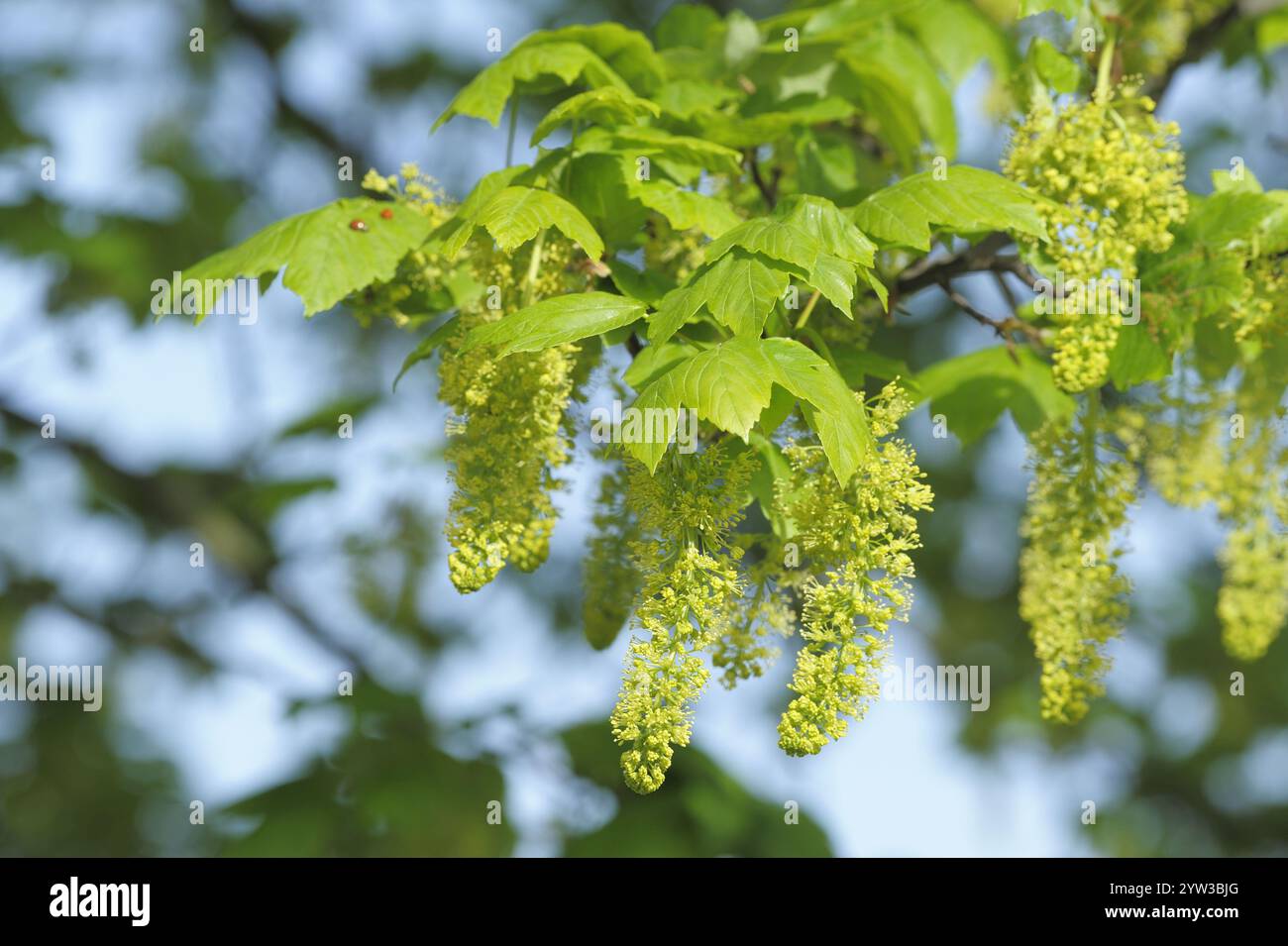 Sycamore, Germany, (Acer pseudoplatanus), Europe Stock Photo - Alamy
