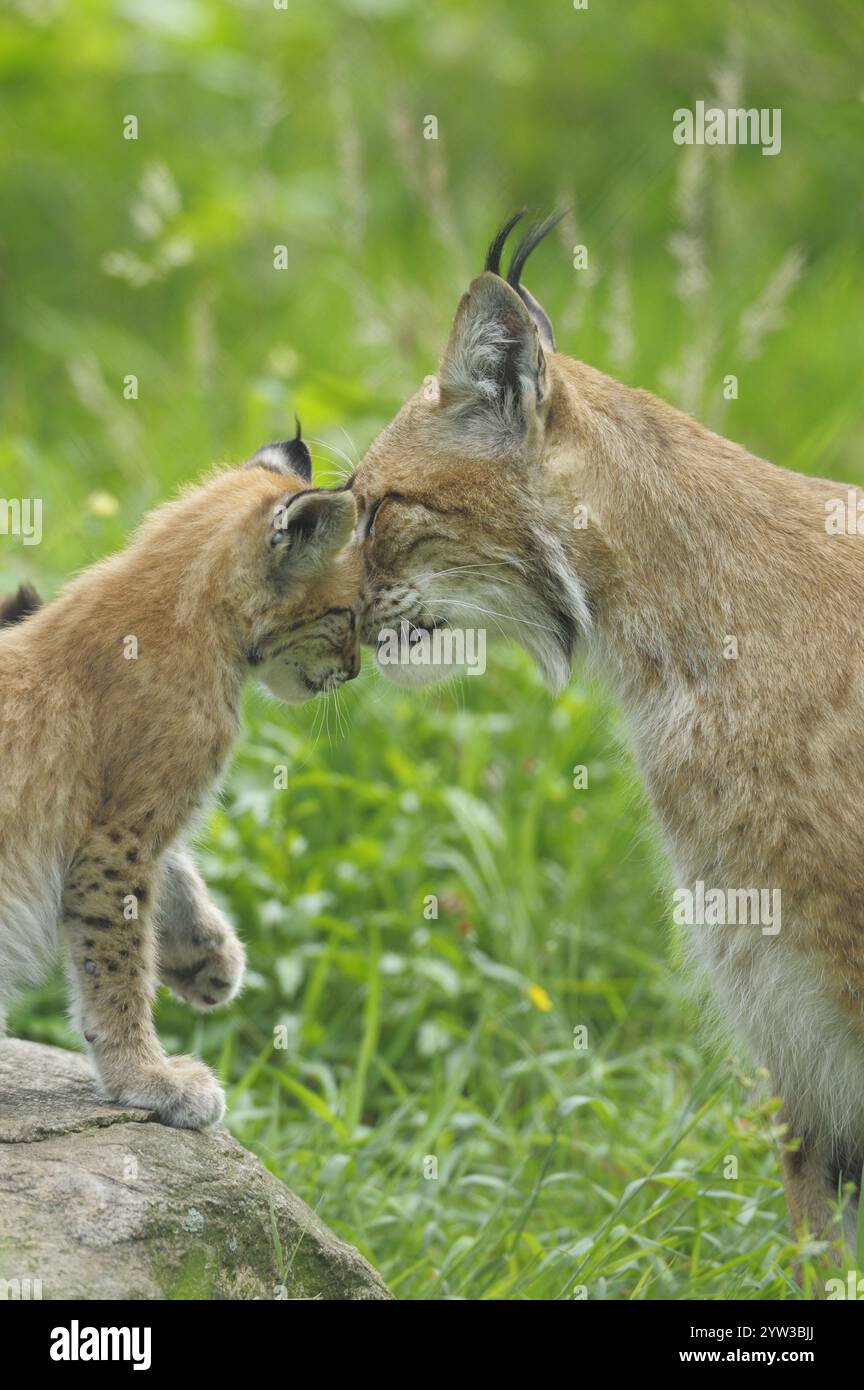European Lynx with cub, greeting each other, (Lynx lynx, Felis lynx ...