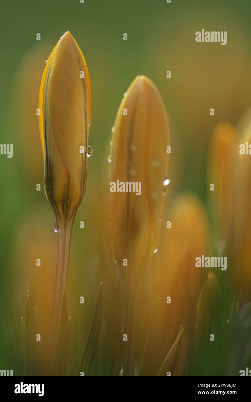 Dutch yellow crocus, (Crocus flavus Stock Photo - Alamy