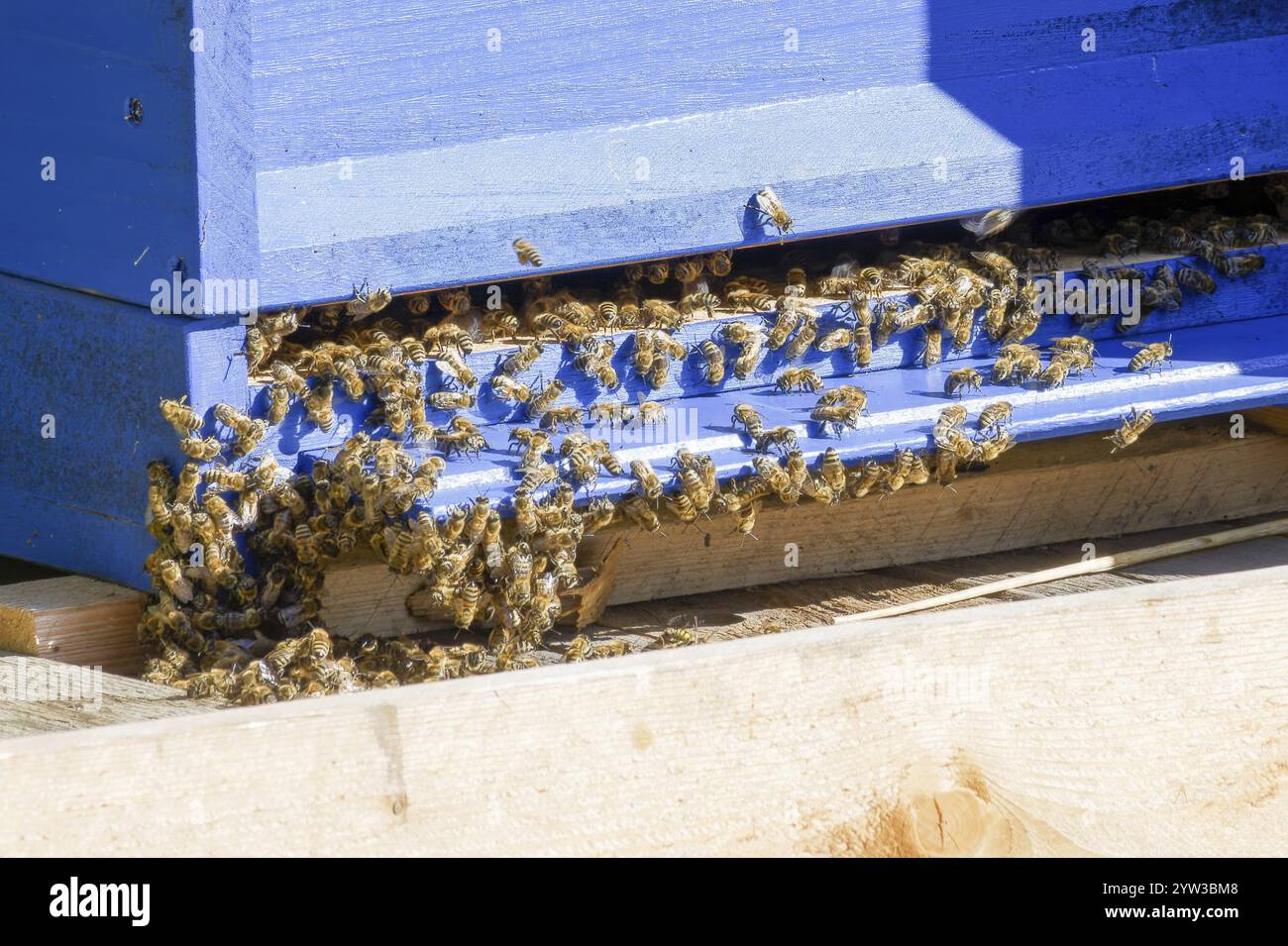 Bees in the hive in the sun Stock Photo - Alamy