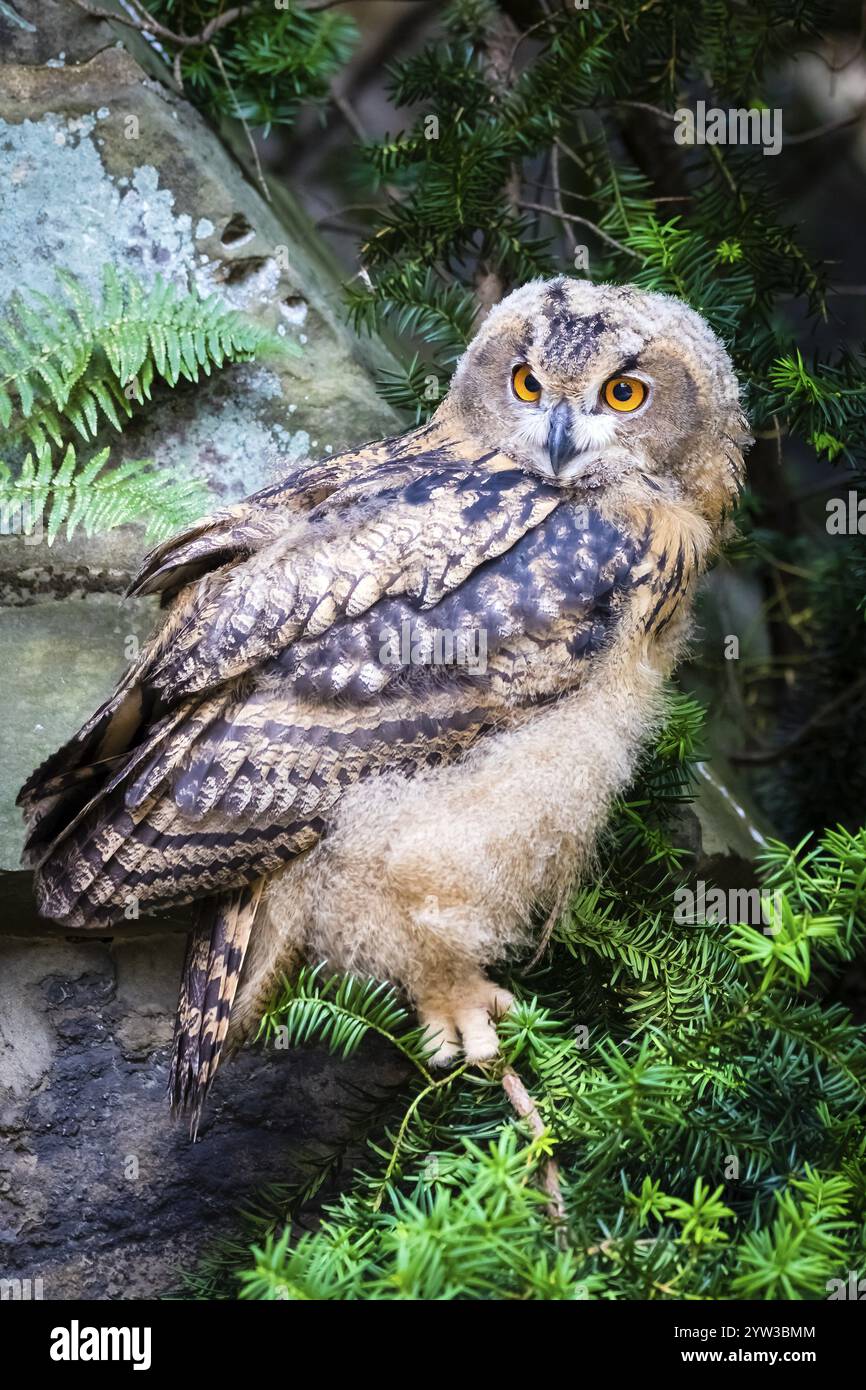Animals, birds, owls, eagle owl, juvenile, (Bubo bubo), cemetery Lower ...